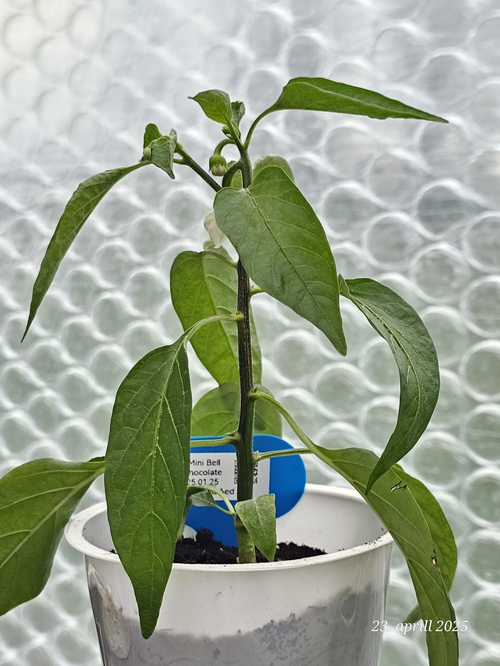 Paprika 'Mini Bell Chocolate' - Hallilinnu Aed